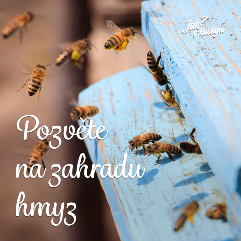 Připravte na zahradě pro hmyz hotel s all inclusive! - Jak v kuchyni