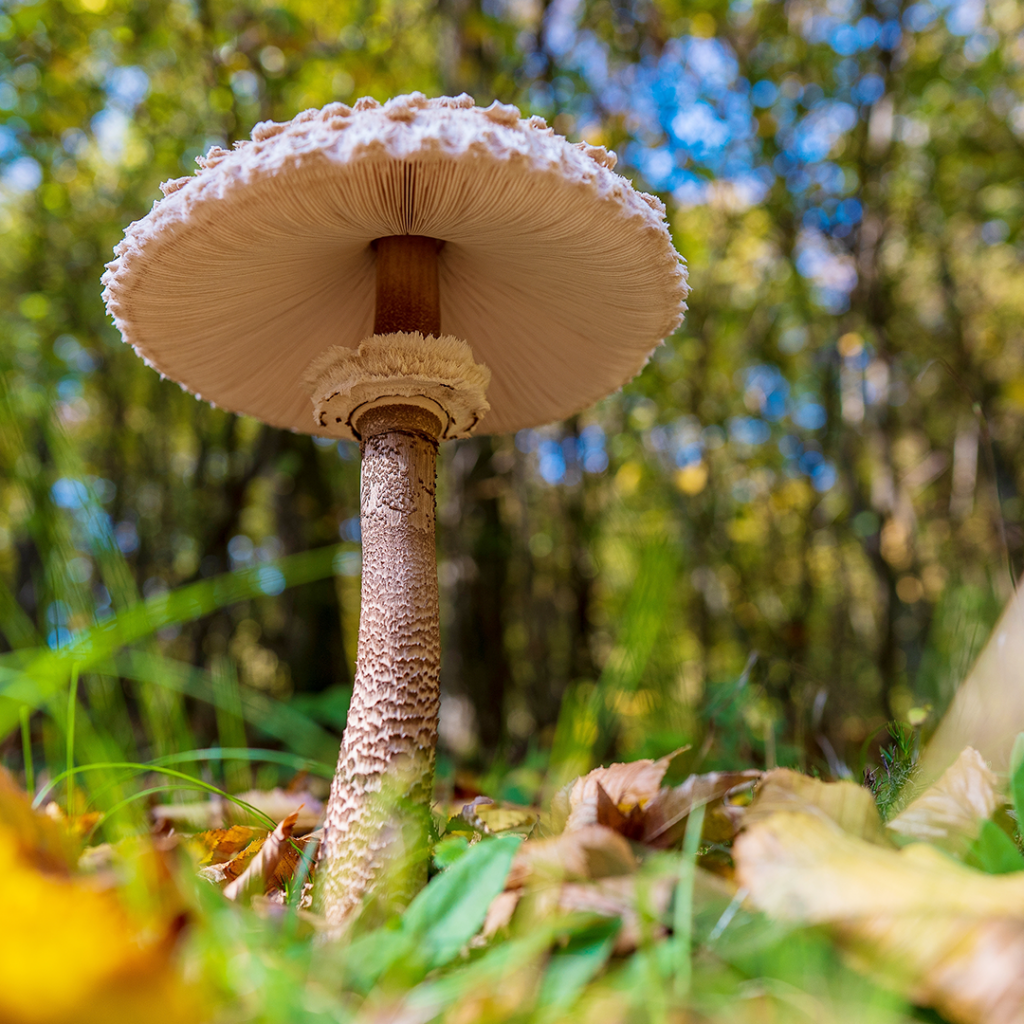 Bedla - vynikající houba v našem jídelníčku - Jak v kuchyni